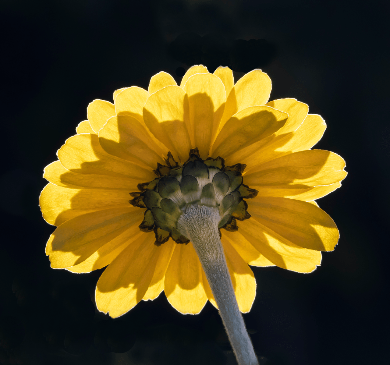 BHR Issue 12 Spring 2021 | Blue Heron Review