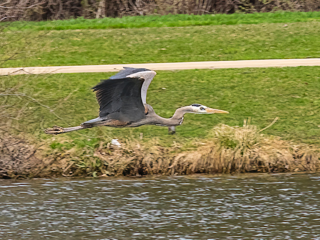 BHR Issue 15 Fall 2022 | Blue Heron Review